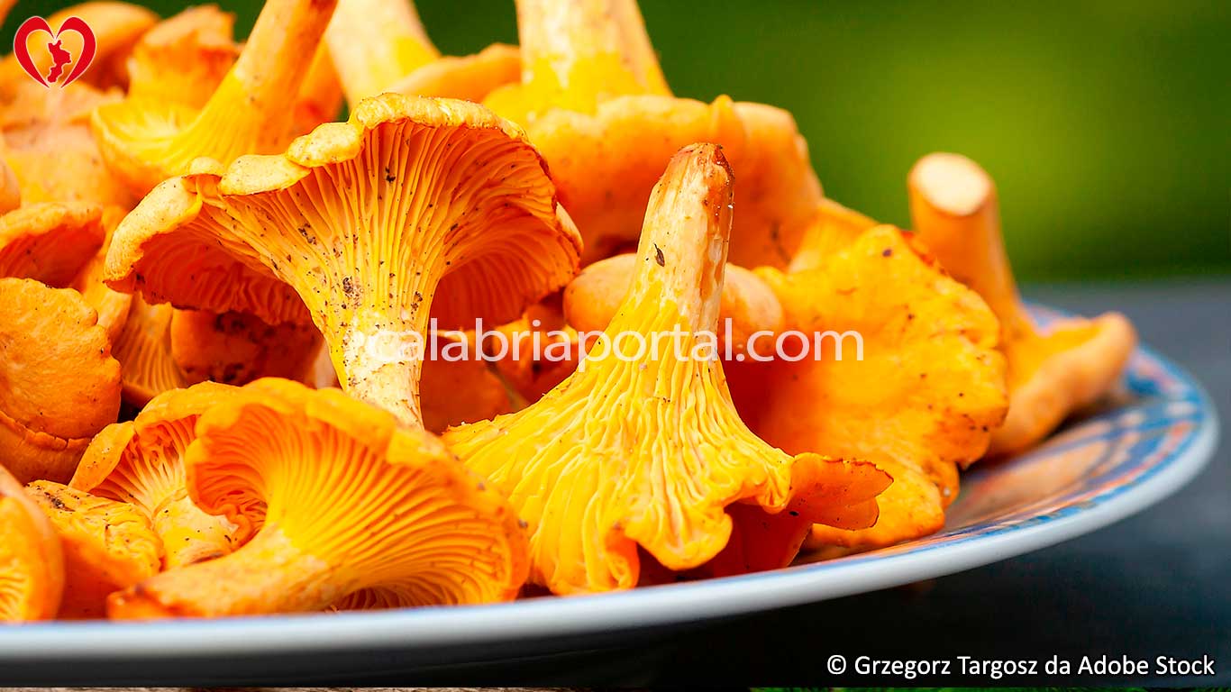 Gallinaccio (Gallinella): fungo che puoi trovare in Calabria