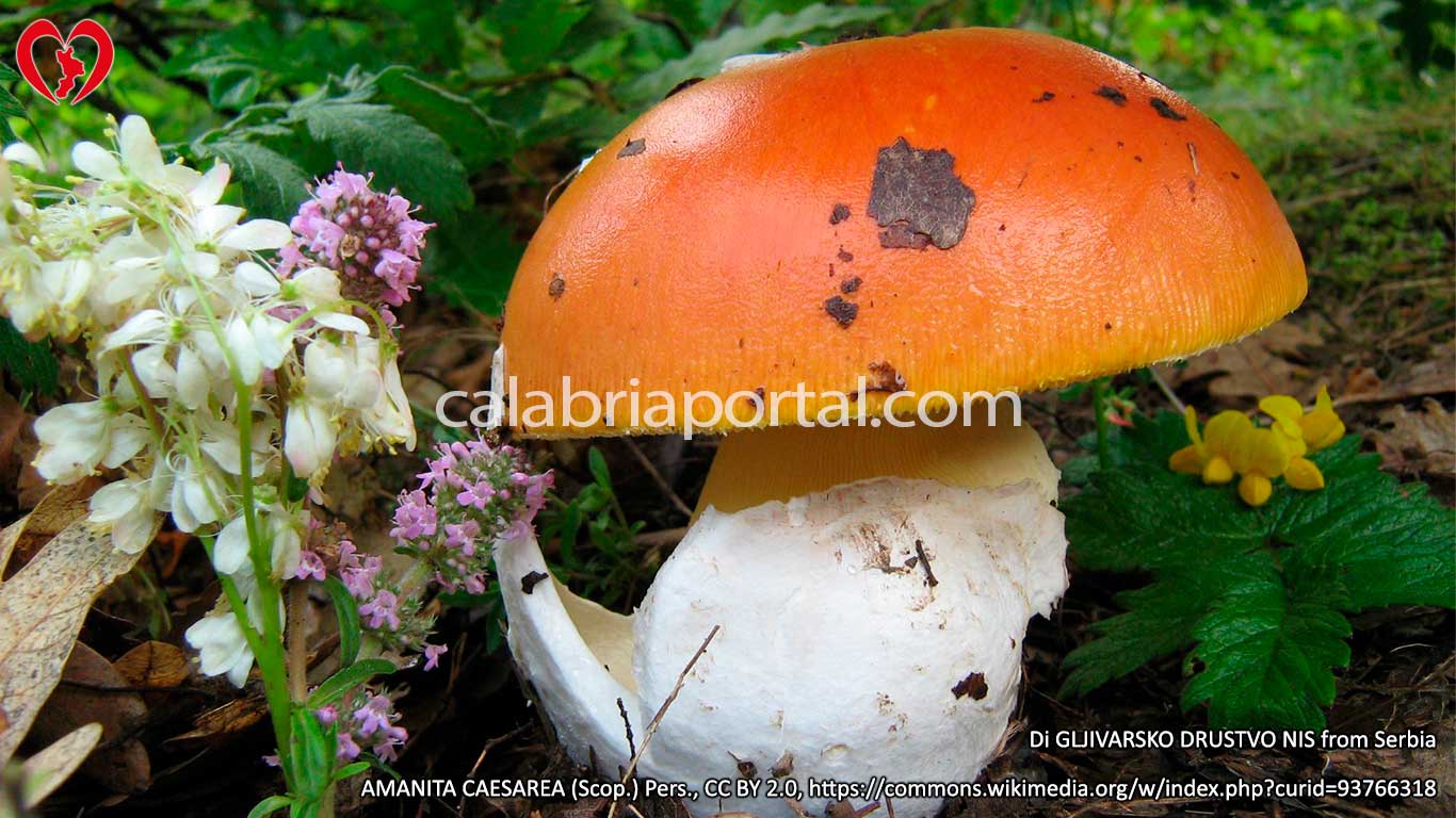 Ovulo Buono: fungo che puoi trovare in Calabria