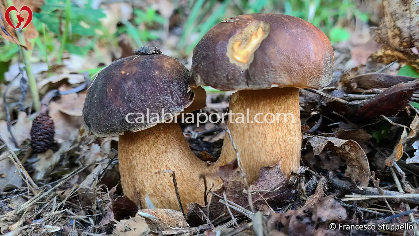 Funghi Porcini: le specie che puoi trovare in Calabria