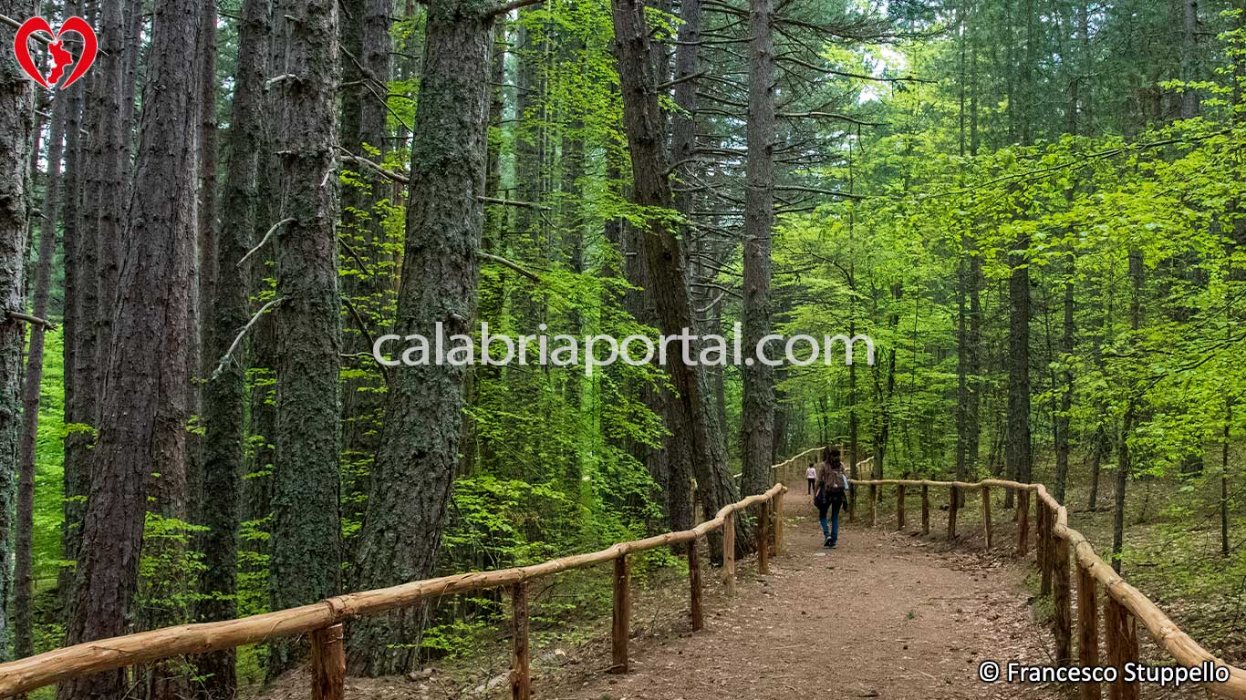 Parco Nazionale della Sila: cosa vedere, fare, turismo