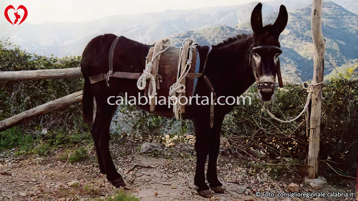 Asino Calabrese: razza tipica di asino della Calabria