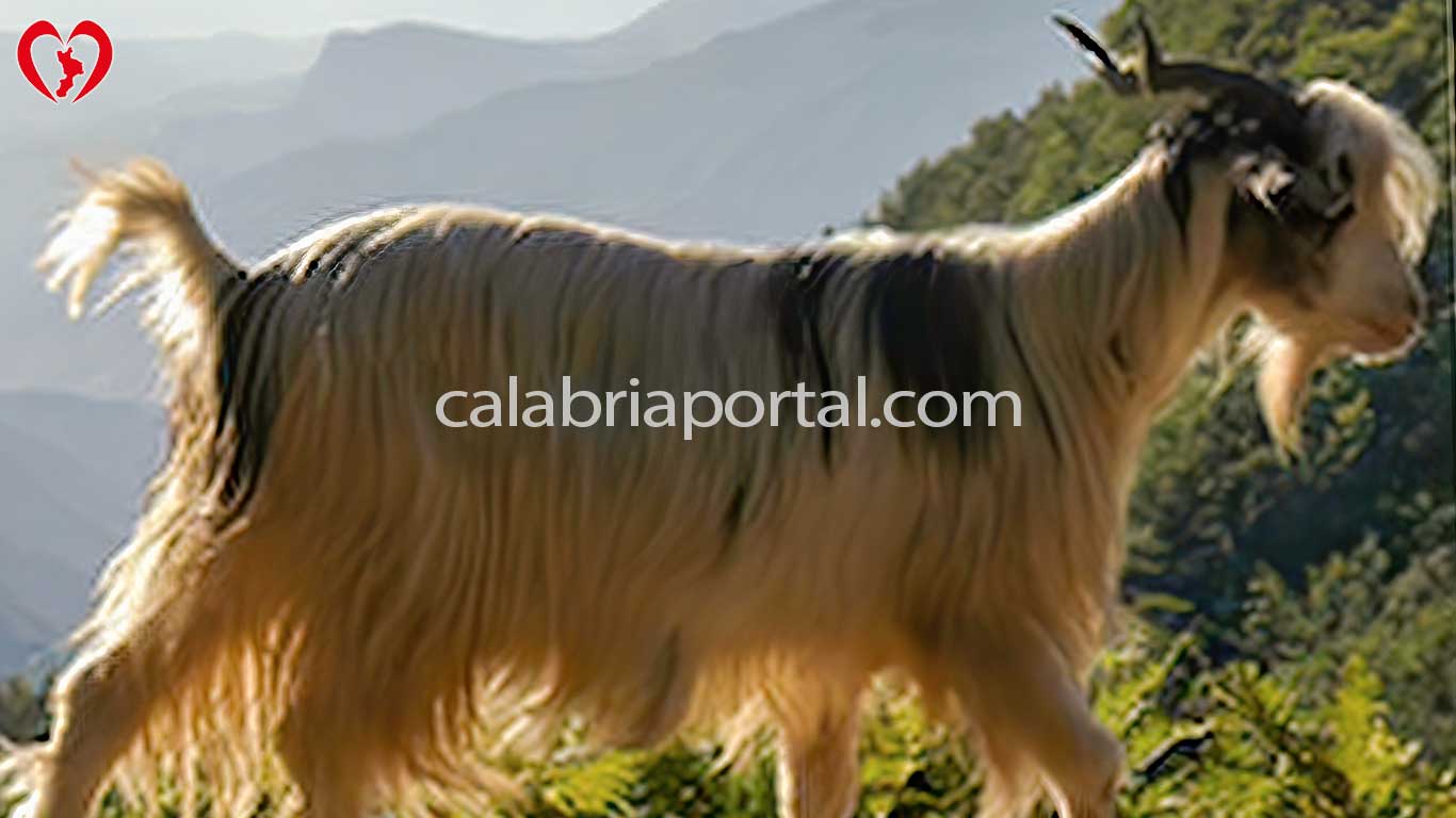 Capra d'Aspromonte (Calabria): razza tipica di capra calabrese