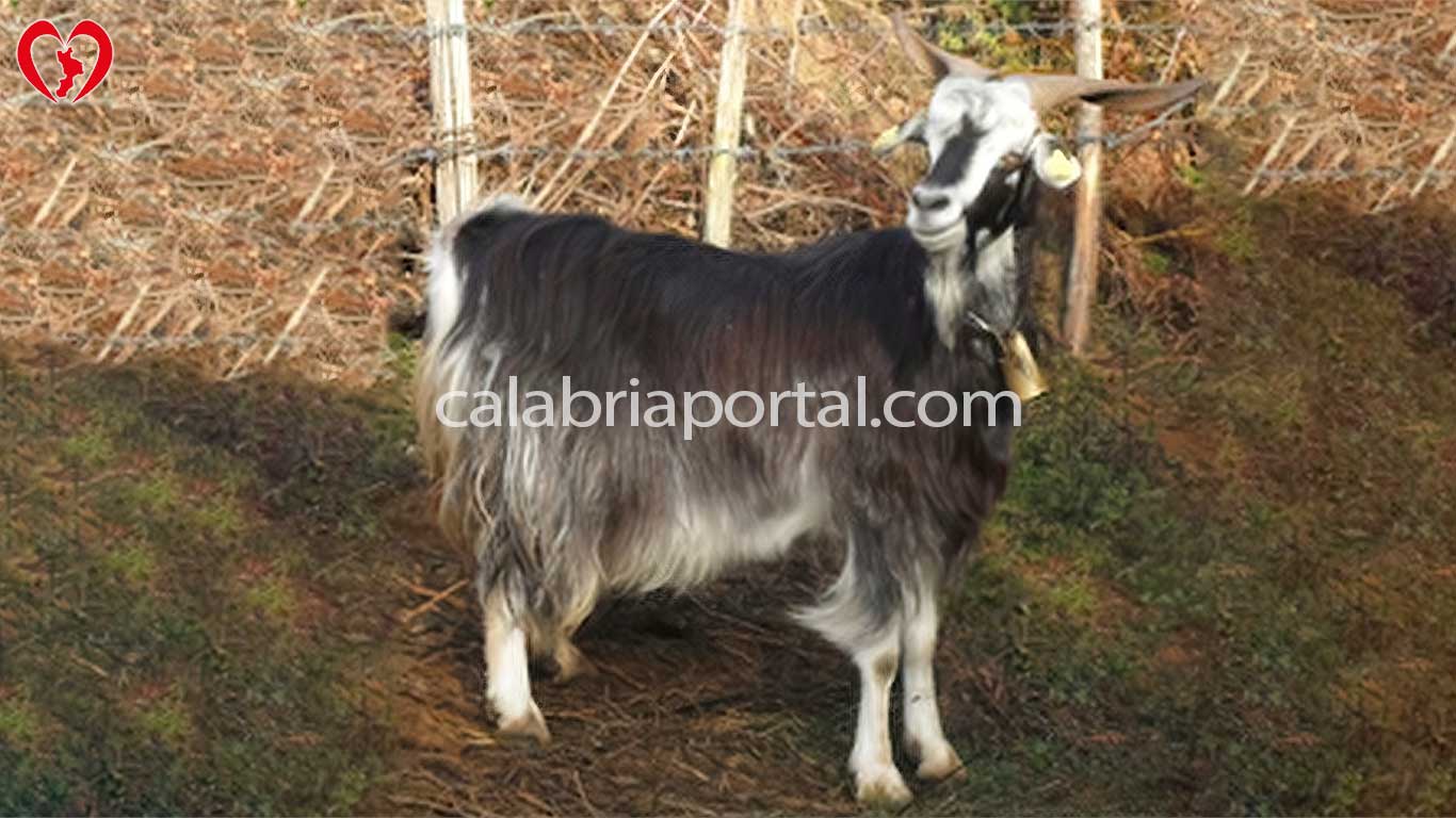 Capra Nicastrese (Calabria): razza tipica di capra calabrese
