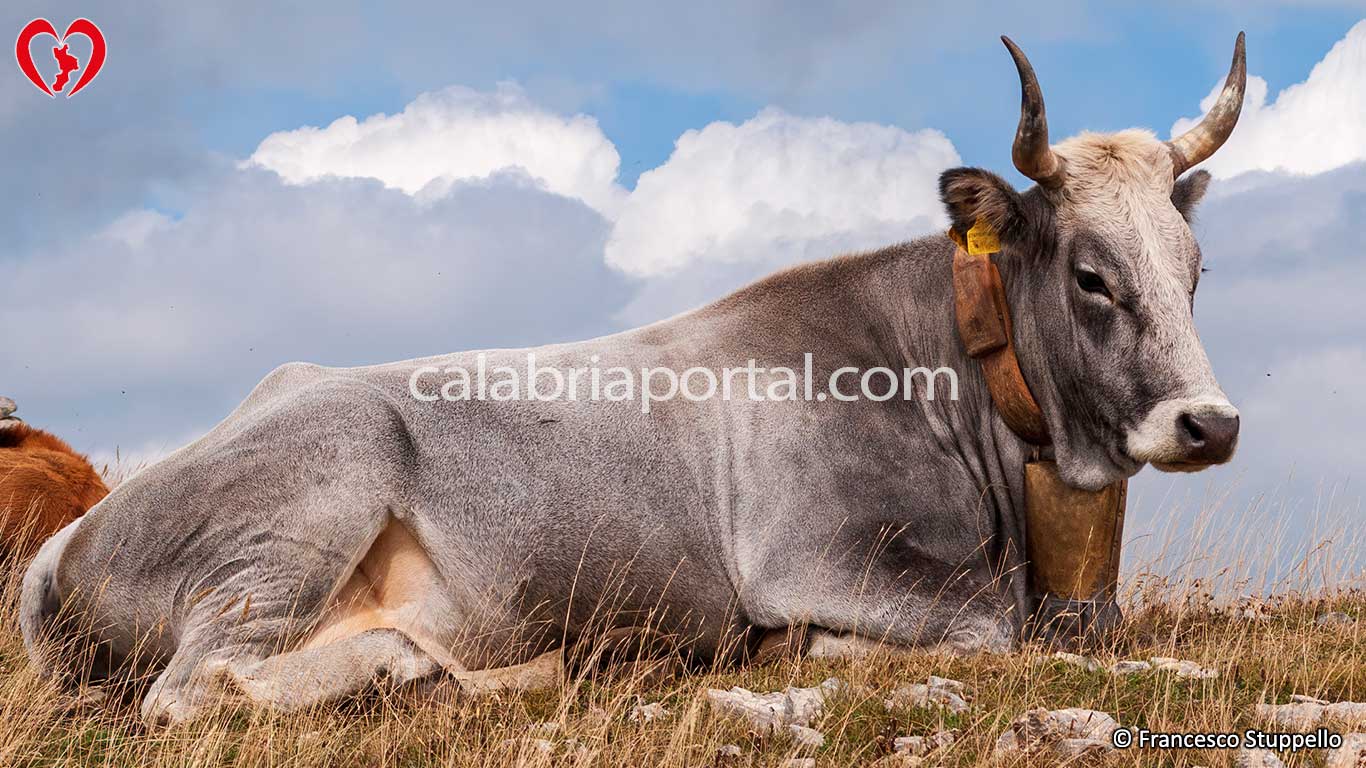 Vacca Podolica (Calabria): razza tipica di vacca calabrese