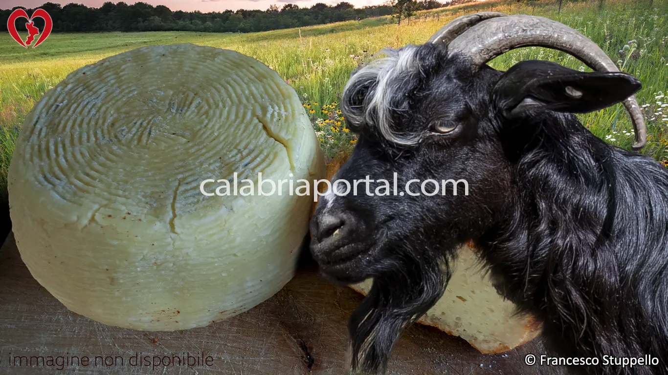 Caciotta della Calabria: tipico formaggio calabrese