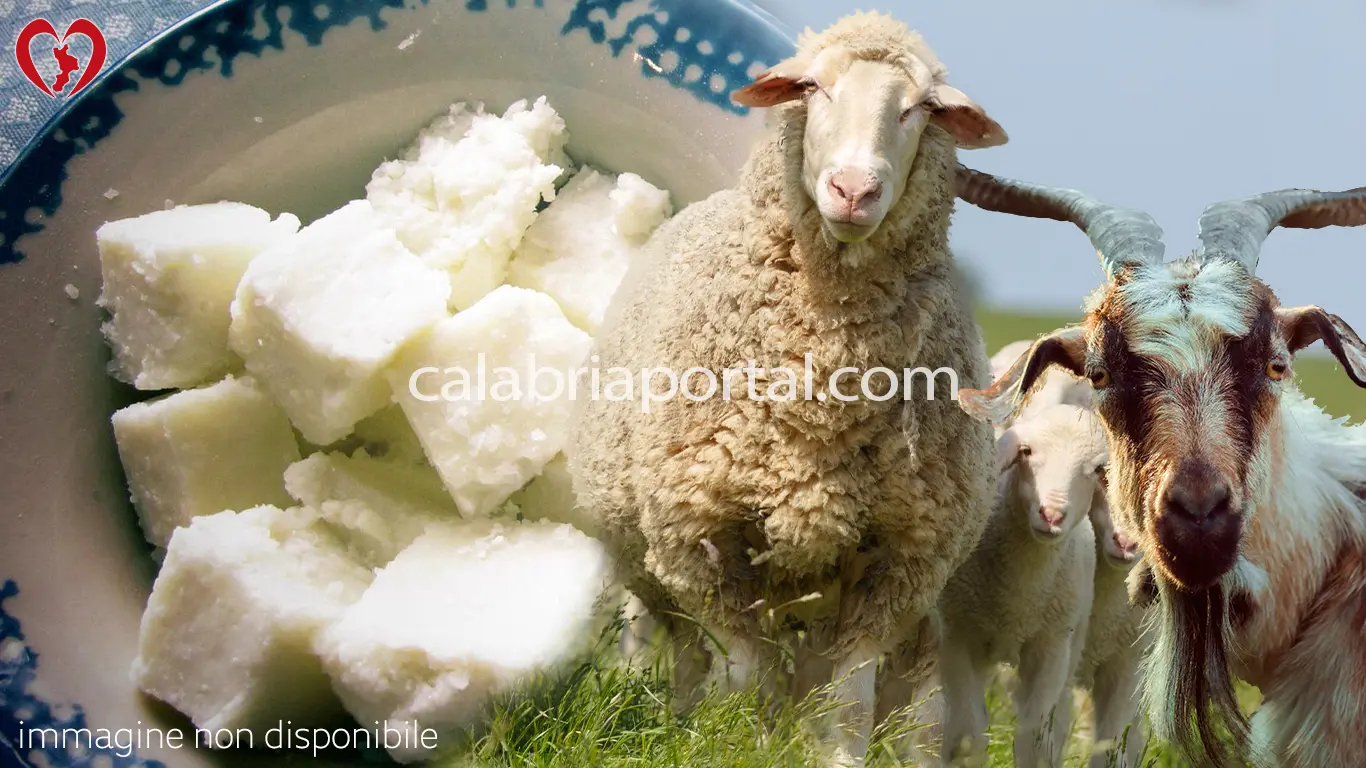 Formaggio Ovino Caprino Calabria: tipico formaggio calabrese